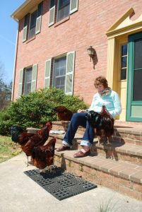 Rooster Behavior in Your Backyard Flock - Backyard Poultry